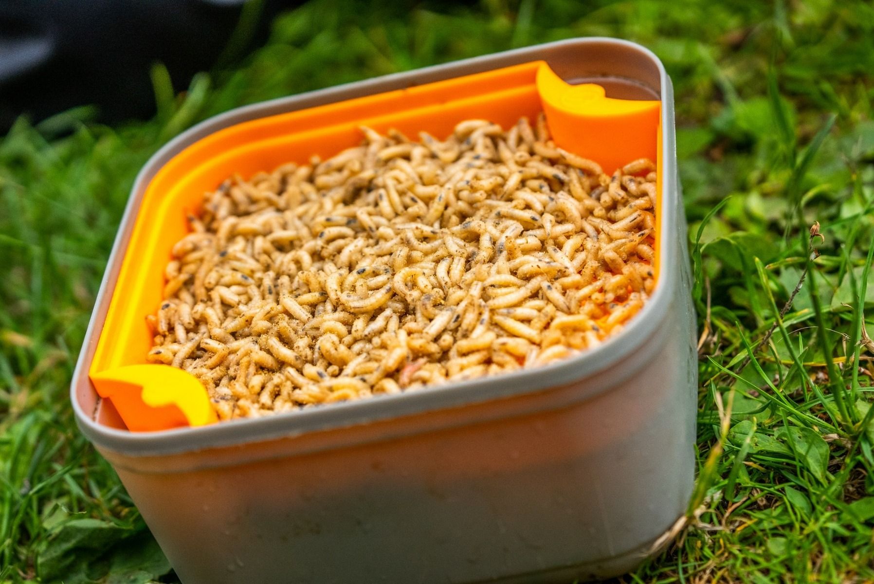 Guru - Maggot Riddle